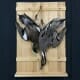 Pintail Mount | Pintail Drake Duck Mounts | Texas Waterfowl Taxidermy