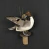 Pintail Mount | Pintail Drake Duck Mounts | Texas Waterfowl Taxidermy