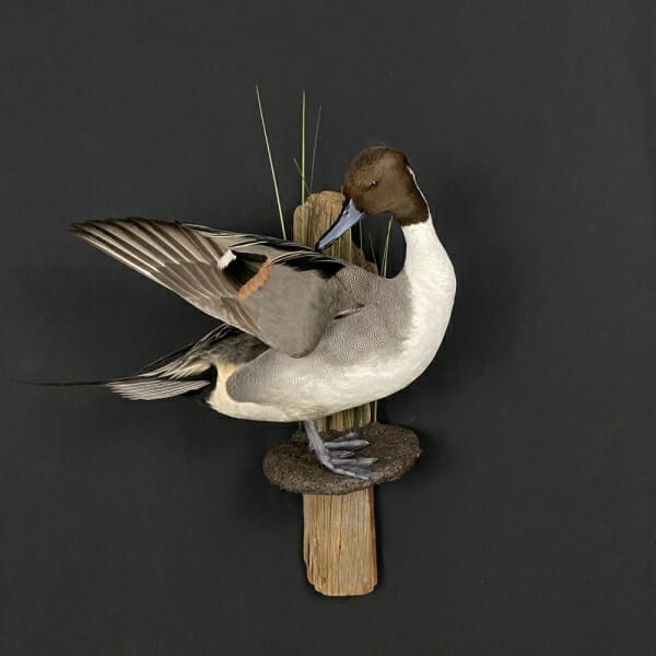 Pintail Mount | Pintail Drake Duck Mounts | Texas Waterfowl Taxidermy