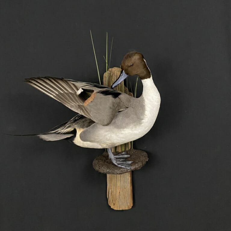 Pintail Mount | Pintail Drake Duck Mounts | Texas Waterfowl Taxidermy