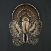 Wild Turkey Mounts | Life-Size Flying, Strutting Rio, Merriam's and Eastern