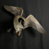 Canada Goose Mounts, Flying, Standing, Dead Mount Poses