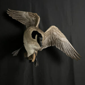 Canada Goose Mounts, Flying, Standing, Dead Mount Poses