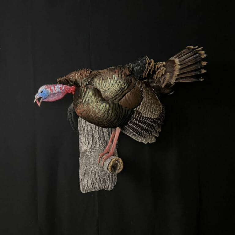 Wild Turkey Mounts | Life-Size Flying, Strutting Rio, Merriam's and Eastern