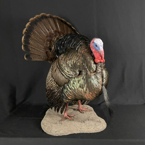 Wild Turkey Mounts | Life-Size Flying, Strutting Rio, Merriam's and Eastern