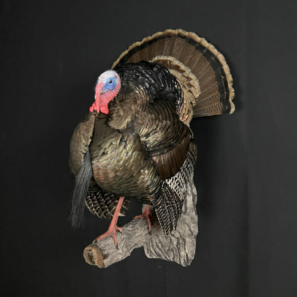 Wild Turkey Mounts | Life-Size Flying, Strutting Rio, Merriam's and Eastern
