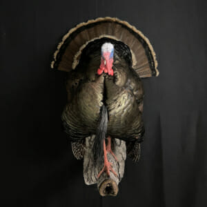 Wild Turkey Mounts | Life-Size Flying, Strutting Rio, Merriam's and Eastern