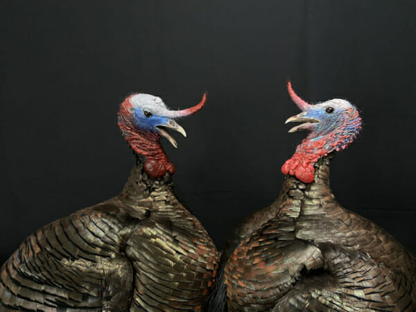 Wild Turkey Mounts | Life-Size Flying, Strutting Rio, Merriam's and Eastern