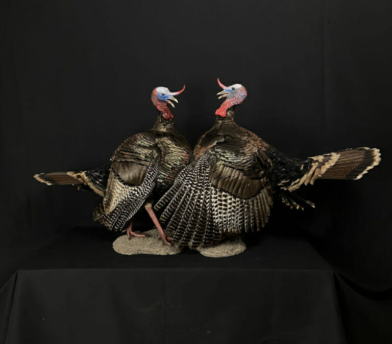 Wild Turkey Mounts | Life-Size Flying, Strutting Rio, Merriam's and Eastern