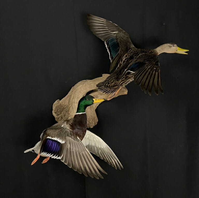 Mottled Duck Mounts, Drake & Hen Standing, Flying, Dead Mounts