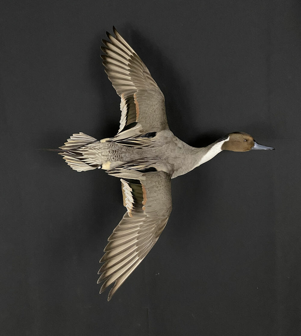Pintail Mount | Pintail Drake Duck Mounts | Texas Waterfowl Taxidermy