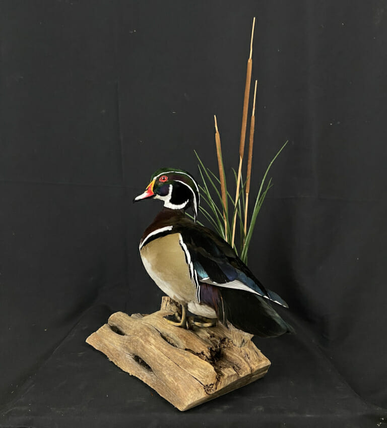 Duck Taxidermy | Duck Mounts | Texas Waterfowl Taxidermy | San Antonio