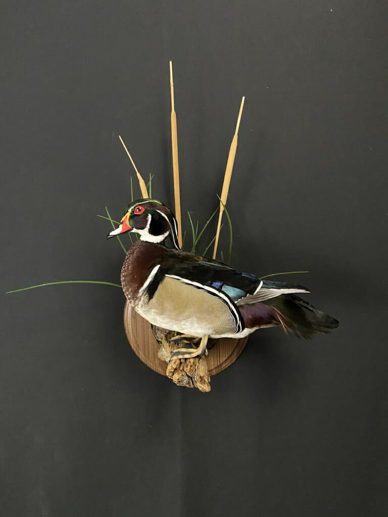 Wood Duck Mounts Flying, Standing, Dead Mount Waterfowl