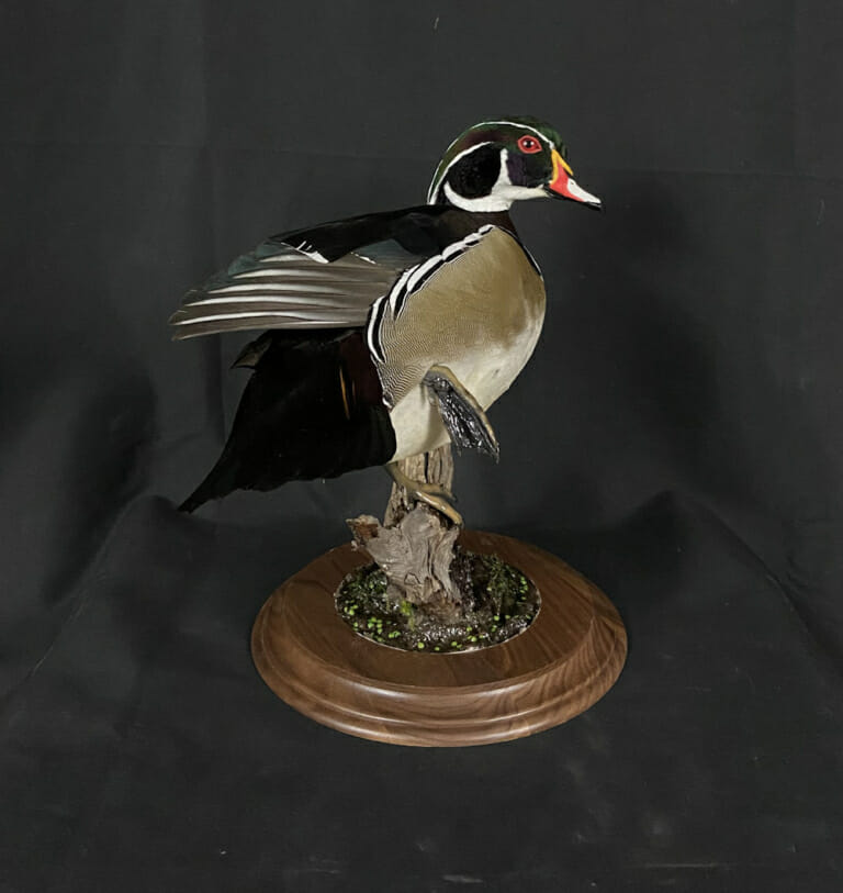 Wood Duck Mounts Flying, Standing, Dead Mount Waterfowl