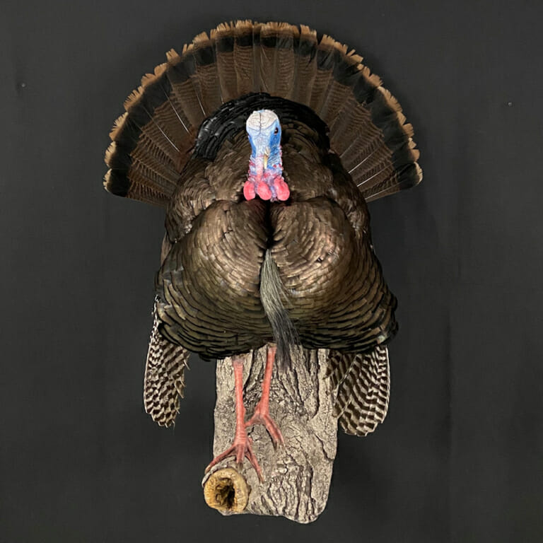 Wild Turkey Mounts | Life-Size Flying, Strutting Rio, Merriam's and Eastern