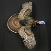 Wild Turkey Mounts | Life-Size Flying, Strutting Rio, Merriam's and Eastern
