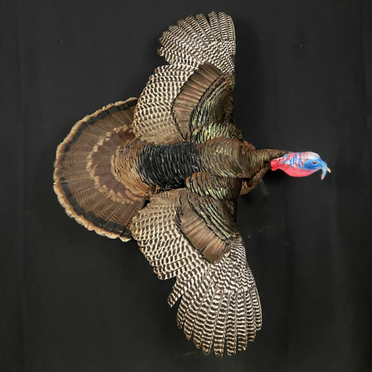 Wild Turkey Mounts | Life-Size Flying, Strutting Rio, Merriam's and Eastern
