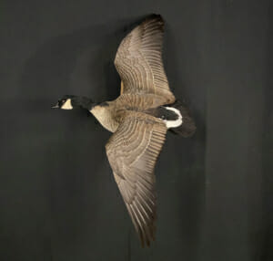 Goose Taxidermy | Waterfowl Taxidermy | San Antonio Taxidermy Studio