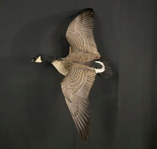 Canada Goose Mounts, Flying, Standing, Dead Mount Poses