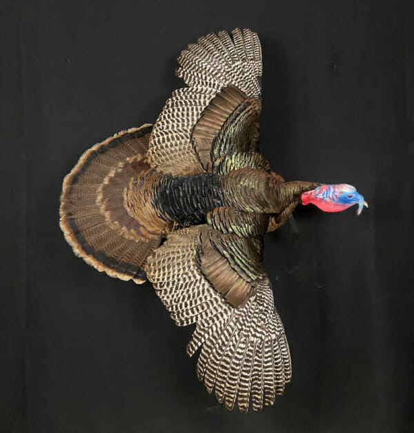 Wild Turkey Mounts | Life-Size Flying, Strutting Rio, Merriam's and Eastern