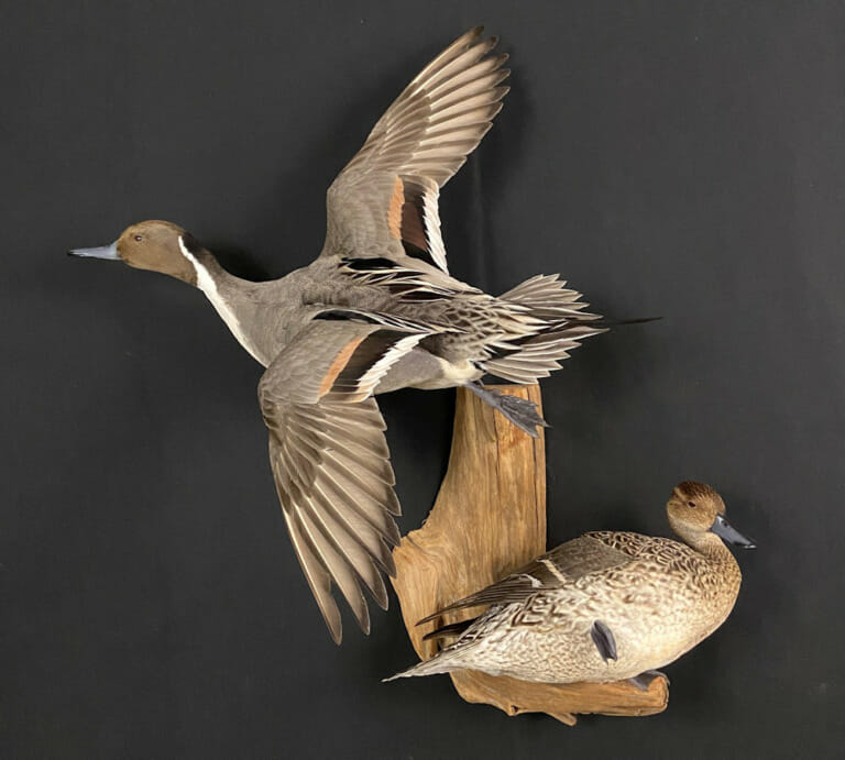 Pintail Mount | Pintail Drake Duck Mounts | Texas Waterfowl Taxidermy