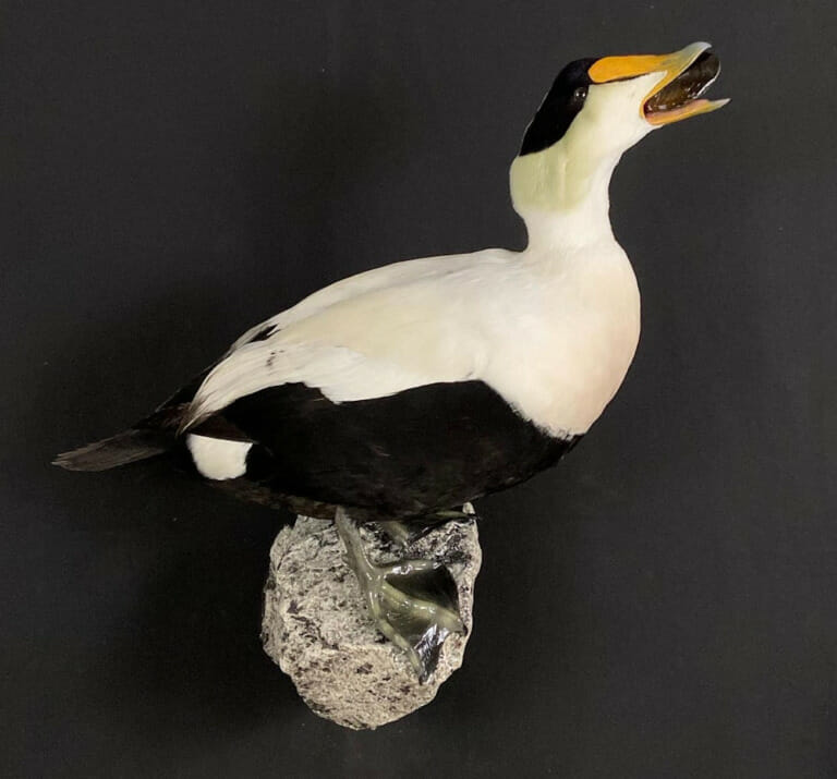 Duck Taxidermy | Duck Mounts | Texas Waterfowl Taxidermy | San Antonio