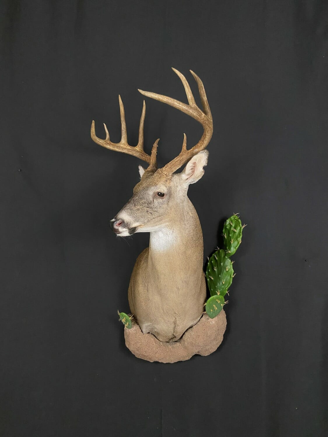Taxidermy Habitat & Mounts, Life-size, Shoulder, Waterfowl, Upland