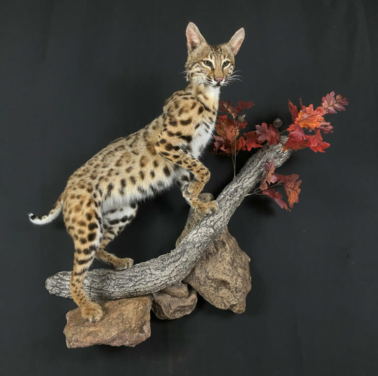 Life Size Taxidermy | Wild Hog Mounts, Bear Mounts | Texas Taxidermy