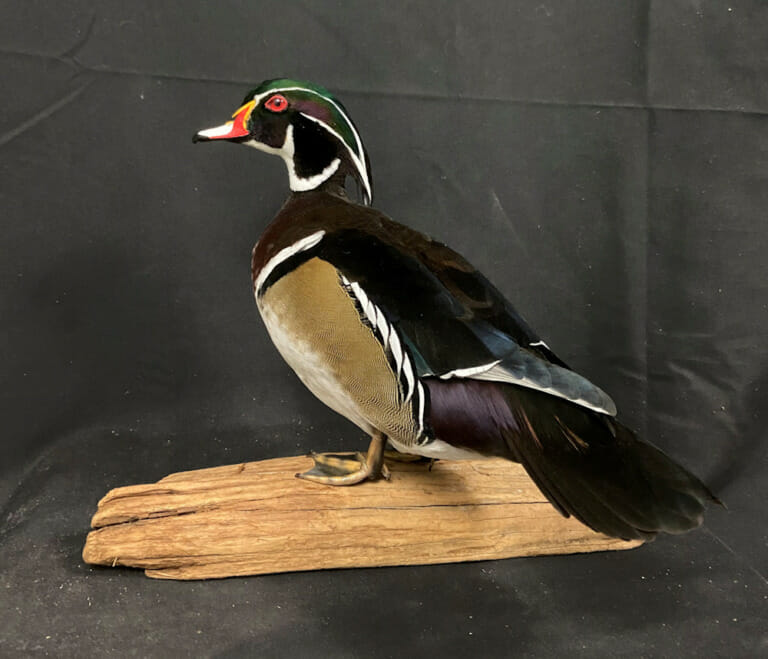 Wood Duck Mounts Flying, Standing, Dead Mount Waterfowl