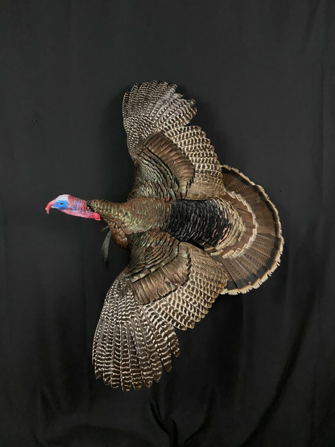 Wild Turkey Mounts | Life-Size Flying, Strutting Rio, Merriam's and Eastern