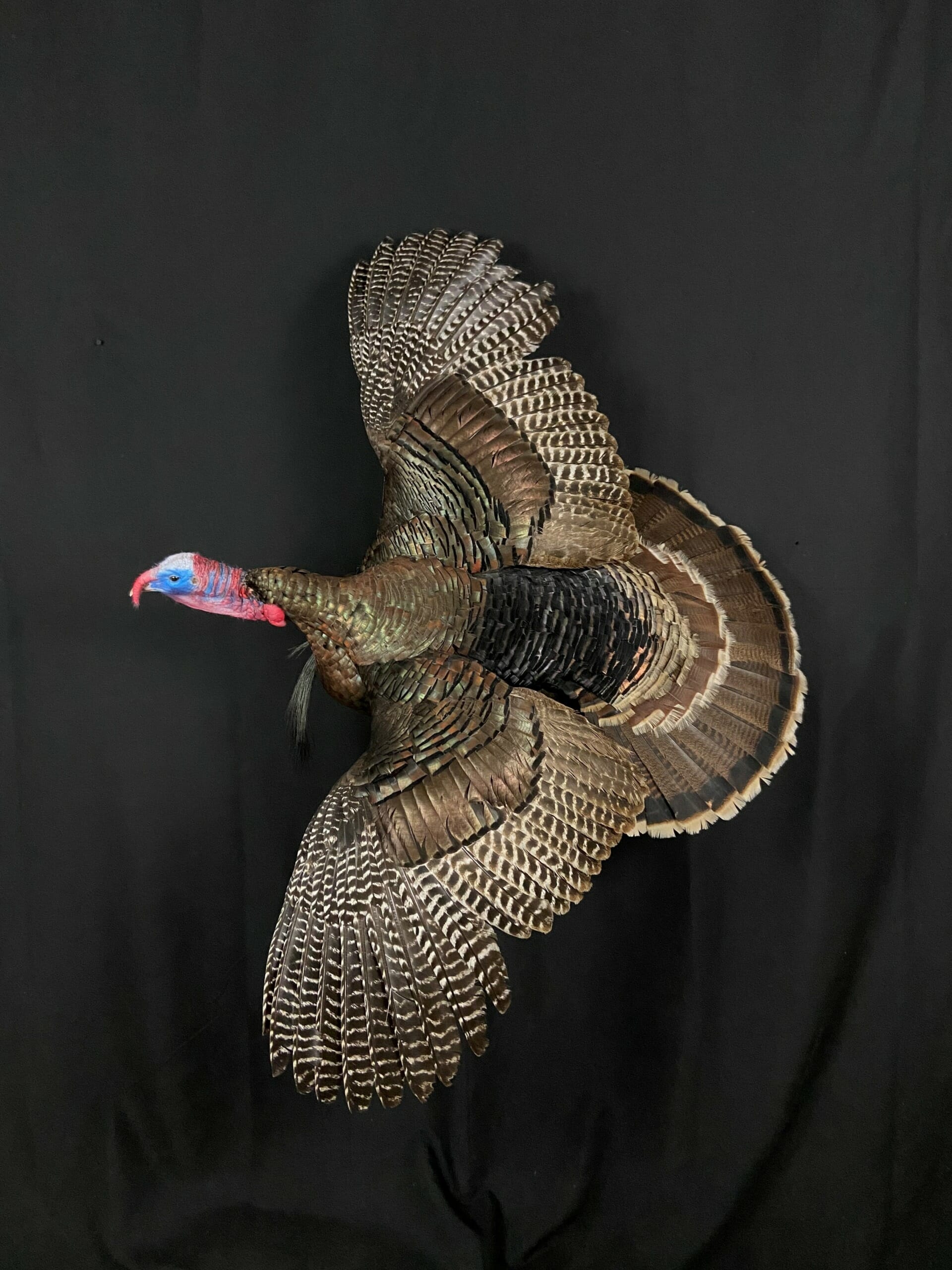 Wild Turkey Mounts | Life-Size Flying, Strutting Rio, Merriam's and Eastern