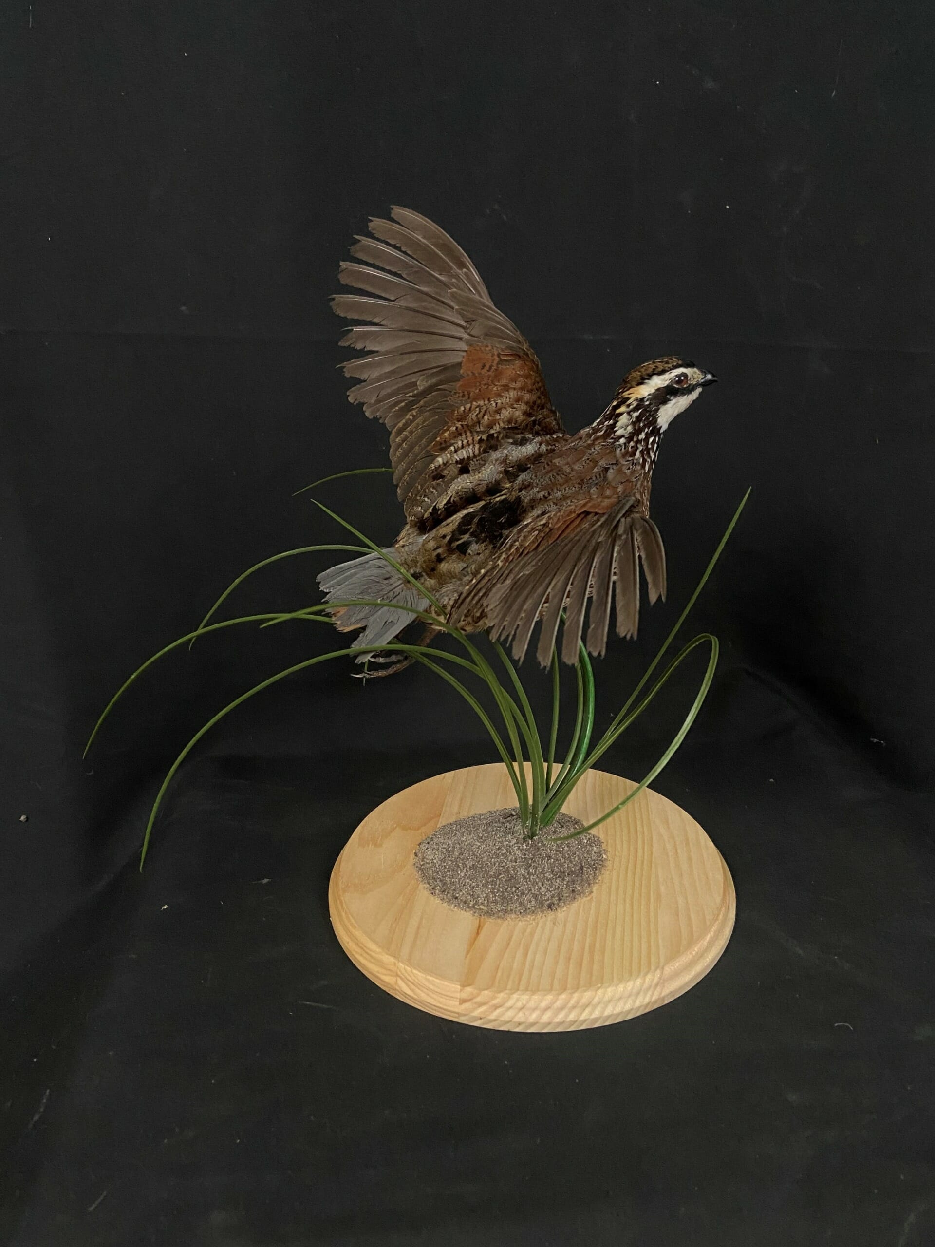 Taxidermy Habitat & Mounts, Life-size, Shoulder, Waterfowl, Upland