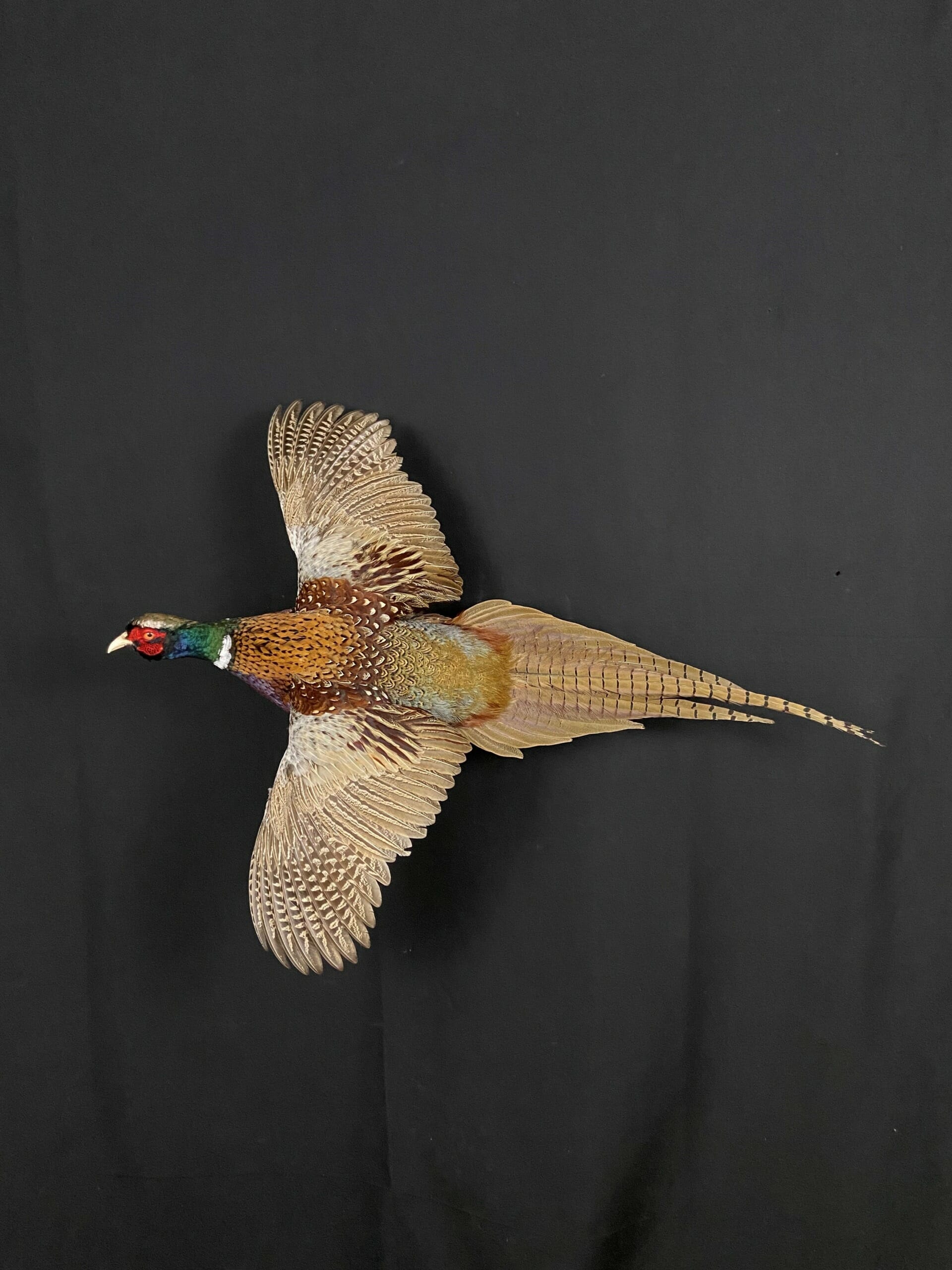 Pheasant Mounts | Flying Pheasant Mount | San Antonio Texas Taxidermy