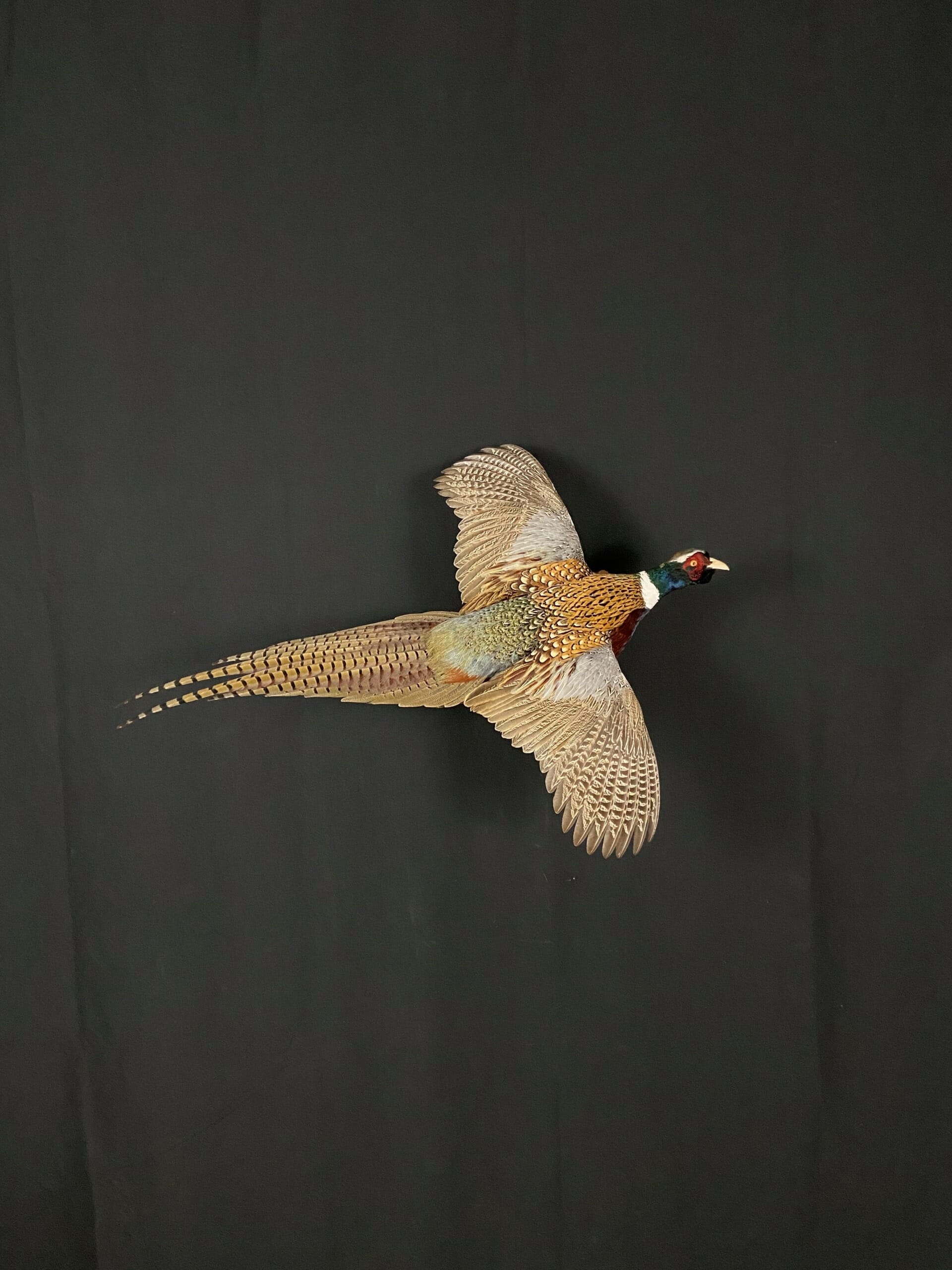 Pheasant Mounts | Flying Pheasant Mount | San Antonio Texas Taxidermy