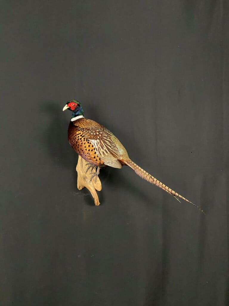 Pheasant Mounts | Flying Pheasant Mount | San Antonio Texas Taxidermy
