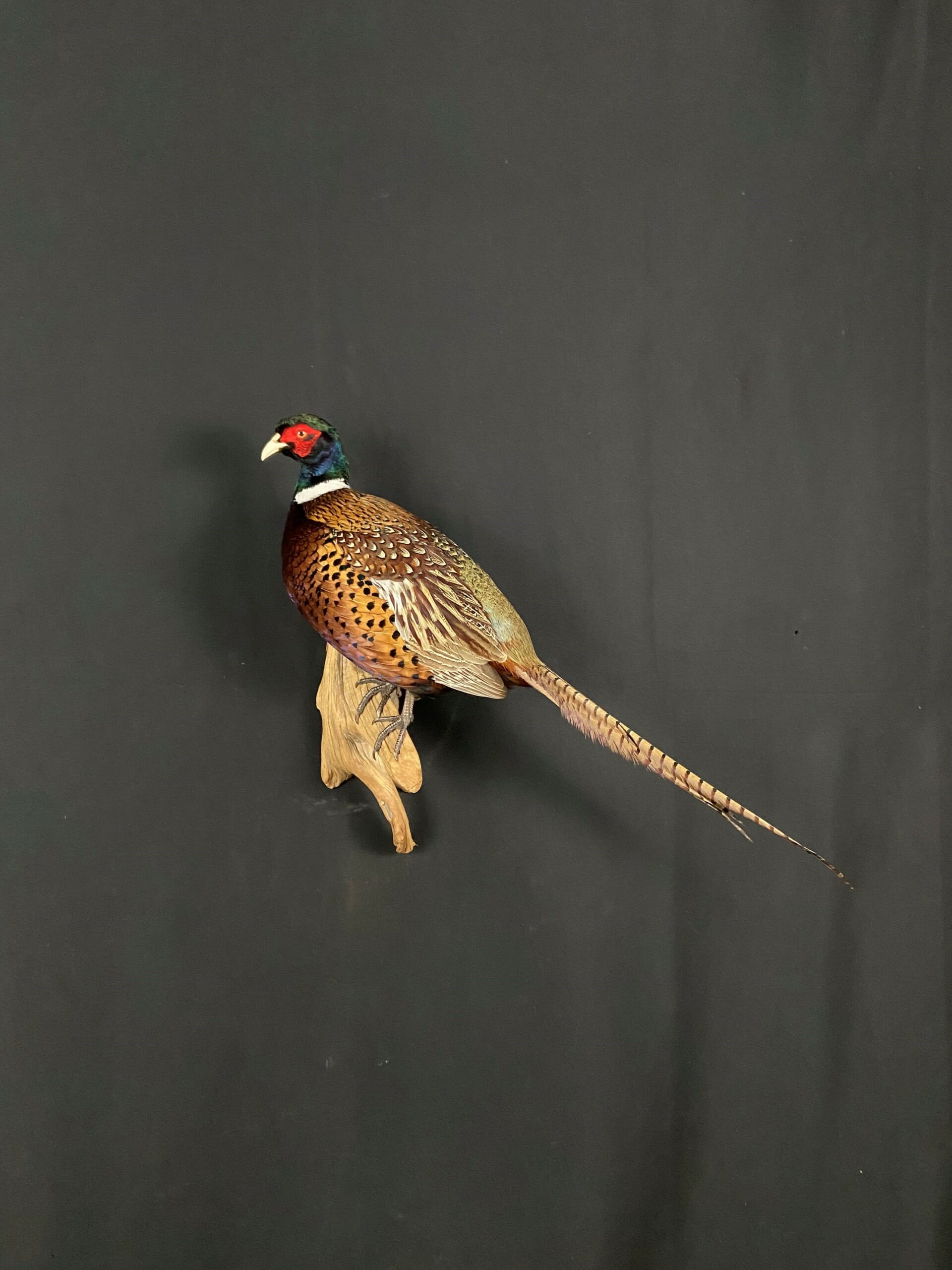 Pheasant Mounts | Flying Pheasant Mount | San Antonio Texas Taxidermy