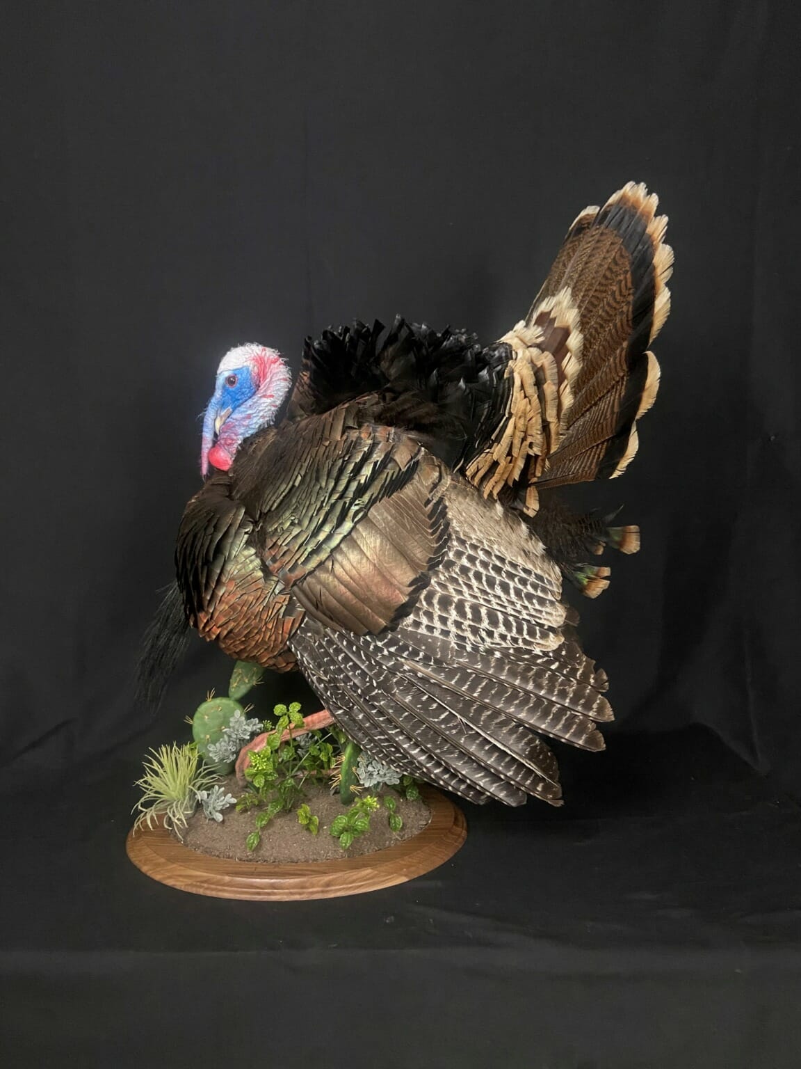 Wild Turkey Mounts | Life-Size Flying, Strutting Rio, Merriam's and Eastern