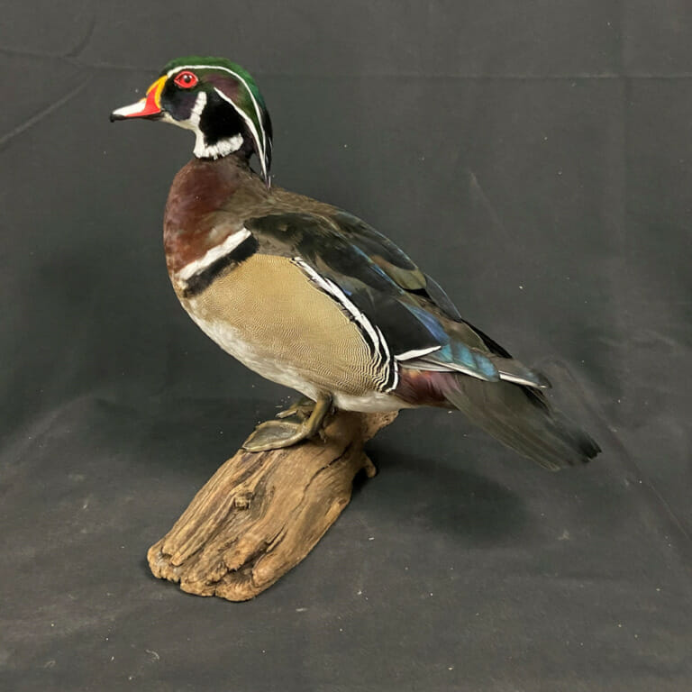 Wood Duck Mounts Flying, Standing, Dead Mount Waterfowl