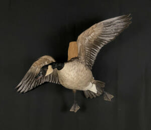 Canada Goose Mounts, Flying, Standing, Dead Mount Poses