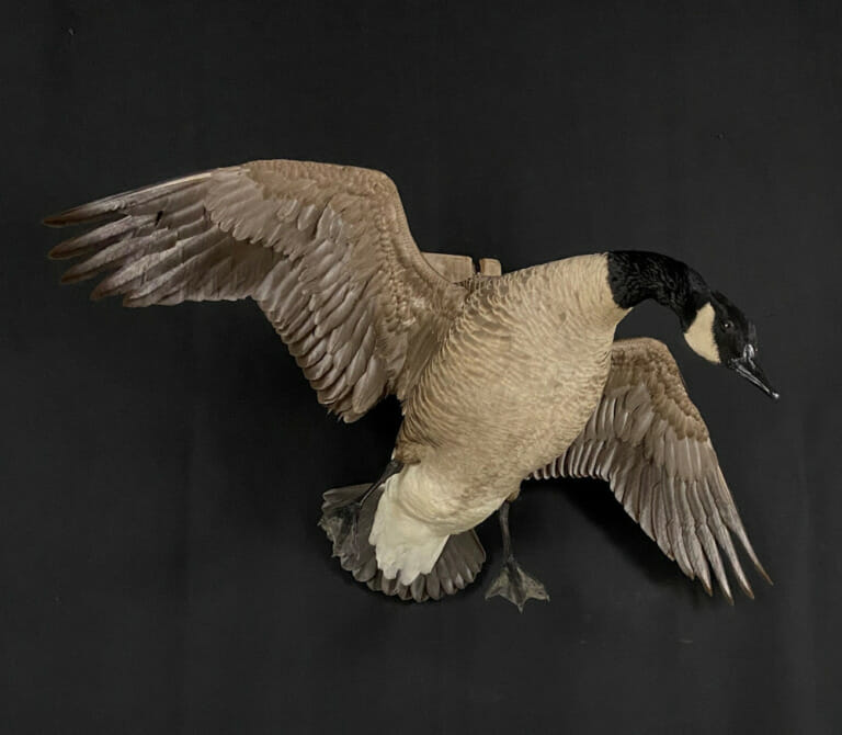 Canada Goose Mounts, Flying, Standing, Dead Mount Poses