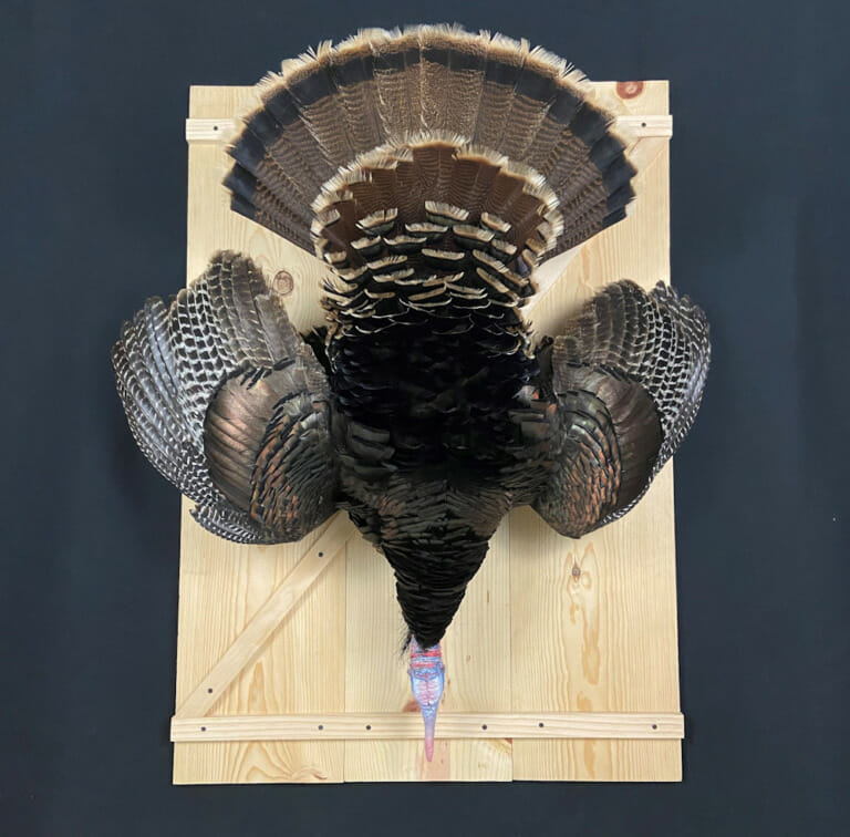 Wild Turkey Mounts | Life-Size Flying, Strutting Rio, Merriam's and Eastern