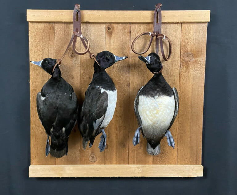 Dead Duck Mounts | Texas Waterfowl Taxidermy | Waterfowl Mounts