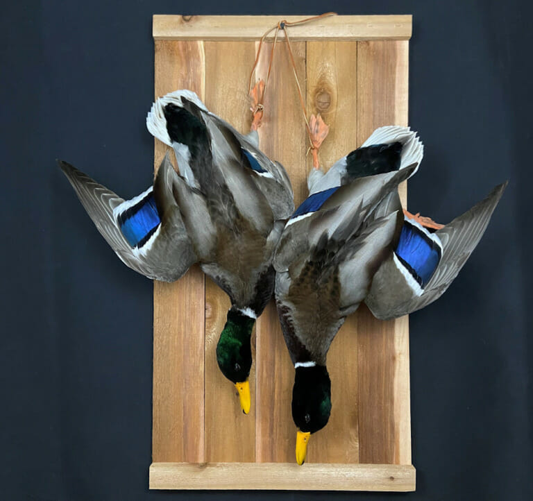 Mallard Mount | Mallard Drake Mounts | Puddle Duck Mounts | Taxidermy