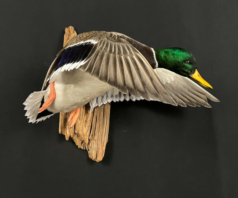 Mallard Mount | Mallard Drake Mounts | Puddle Duck Mounts | Taxidermy
