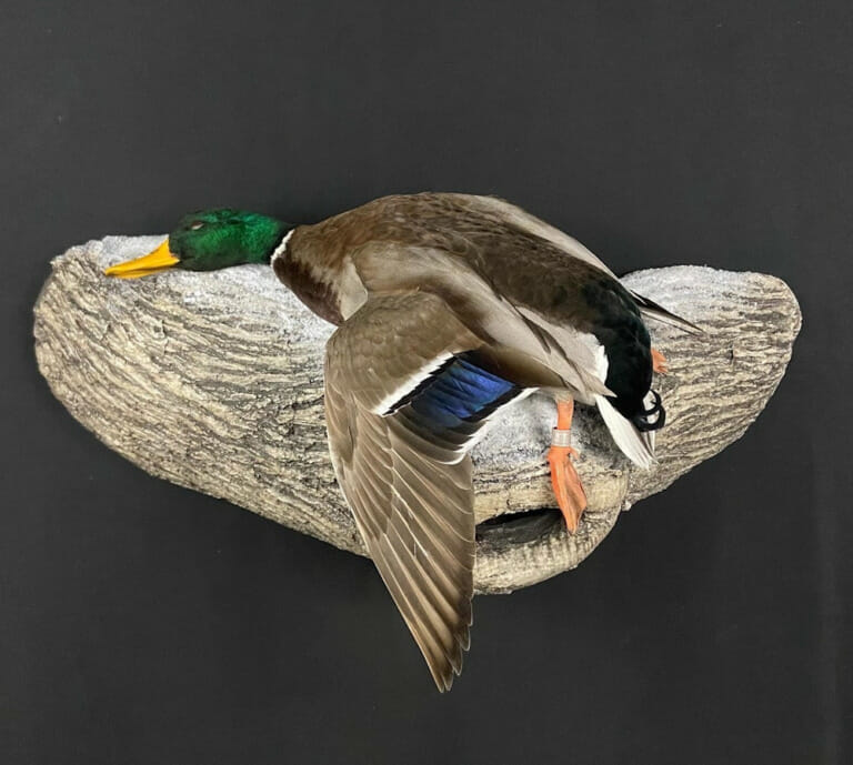 Mallard Mount | Mallard Drake Mounts | Puddle Duck Mounts | Taxidermy