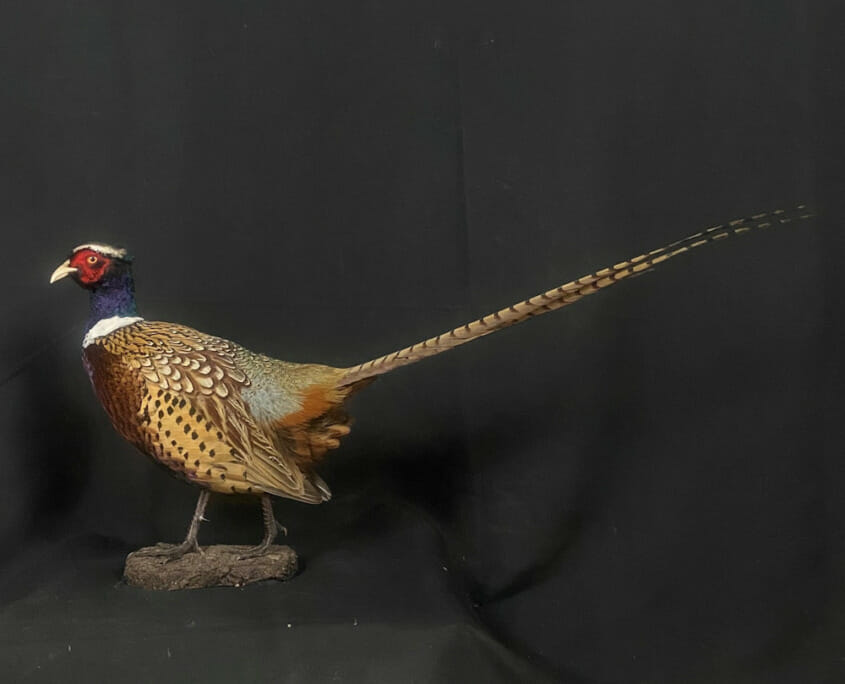 Pheasant Mounts | Flying Pheasant Mount | San Antonio Texas Taxidermy