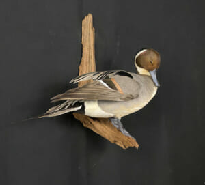 Pintail Mount | Pintail Drake Duck Mounts | Texas Waterfowl Taxidermy