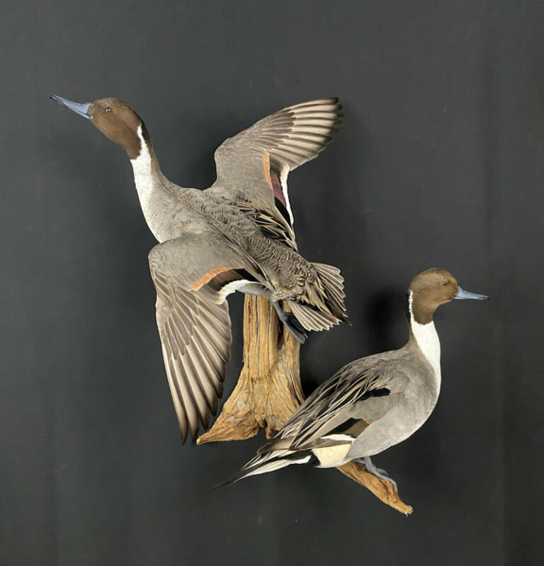 Pintail Mount | Pintail Drake Duck Mounts | Texas Waterfowl Taxidermy