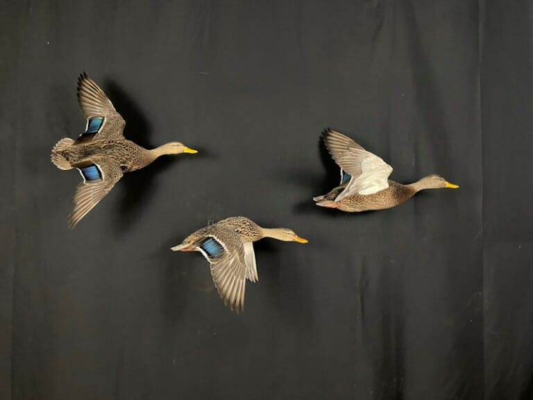 Mottled Duck Mounts, Drake & Hen Standing, Flying, Dead Mounts