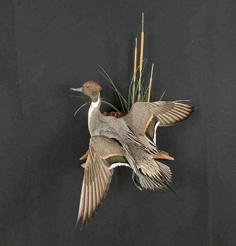 Pintail Mount | Pintail Drake Duck Mounts | Texas Waterfowl Taxidermy